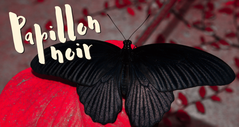 Panodyssey - Papillon noir - Hervé Fuchs